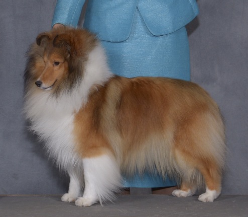 Caprock Shelties Tasha